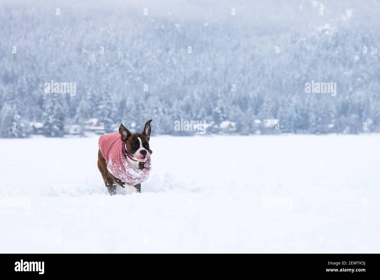 Adorable Female Boxer Dog playing in a snow Stock Photo - Alamy