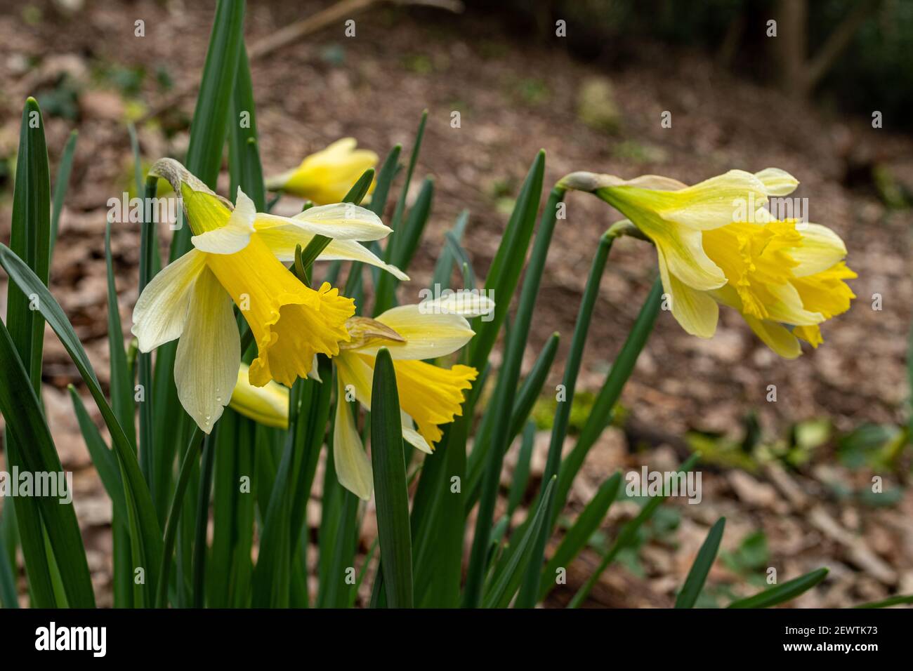 Wild daffodils (Narcissus pseudonarcissus), native wildflower in ...