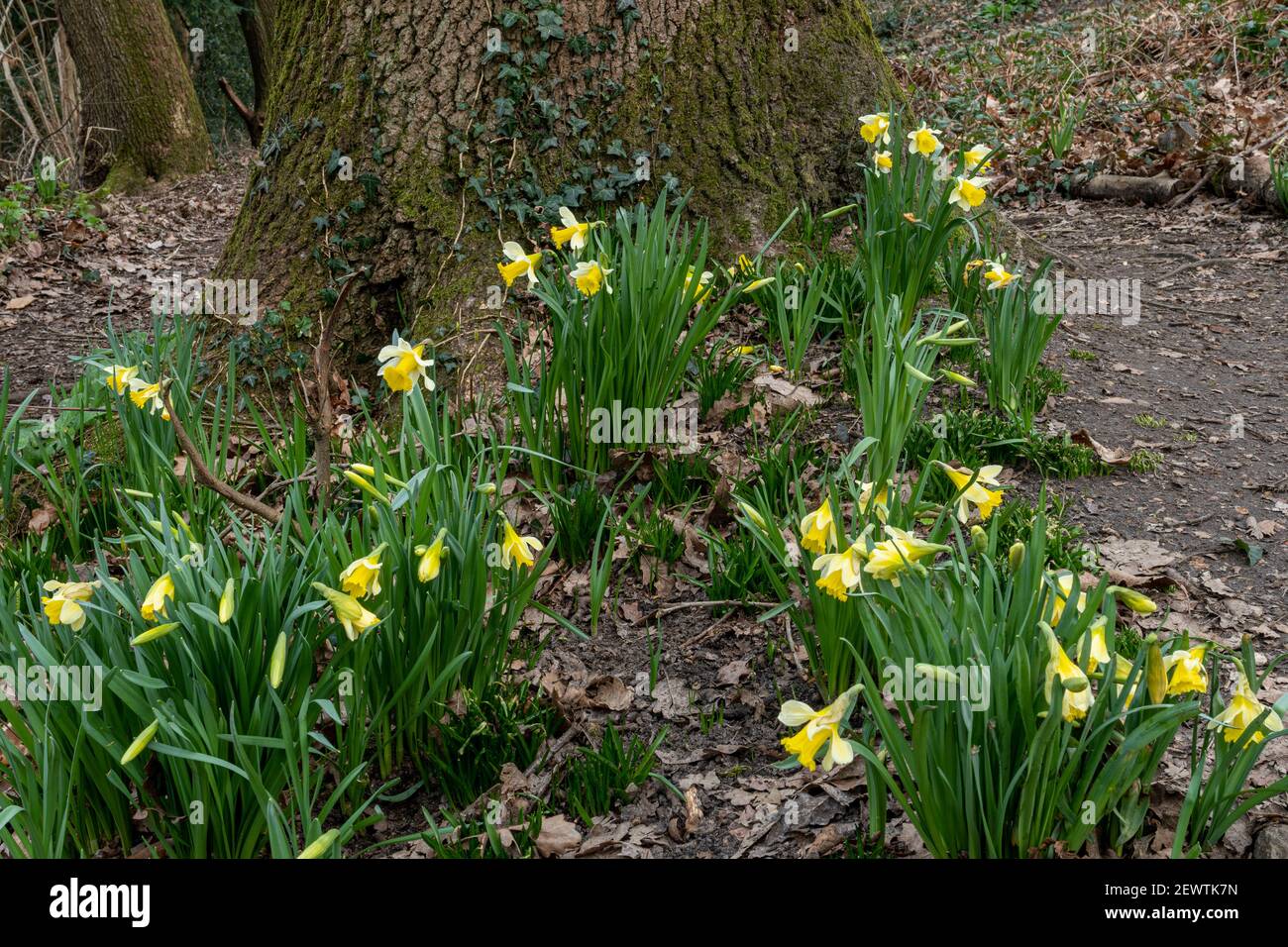 Wild daffodils (Narcissus pseudonarcissus), native wildflower in ...
