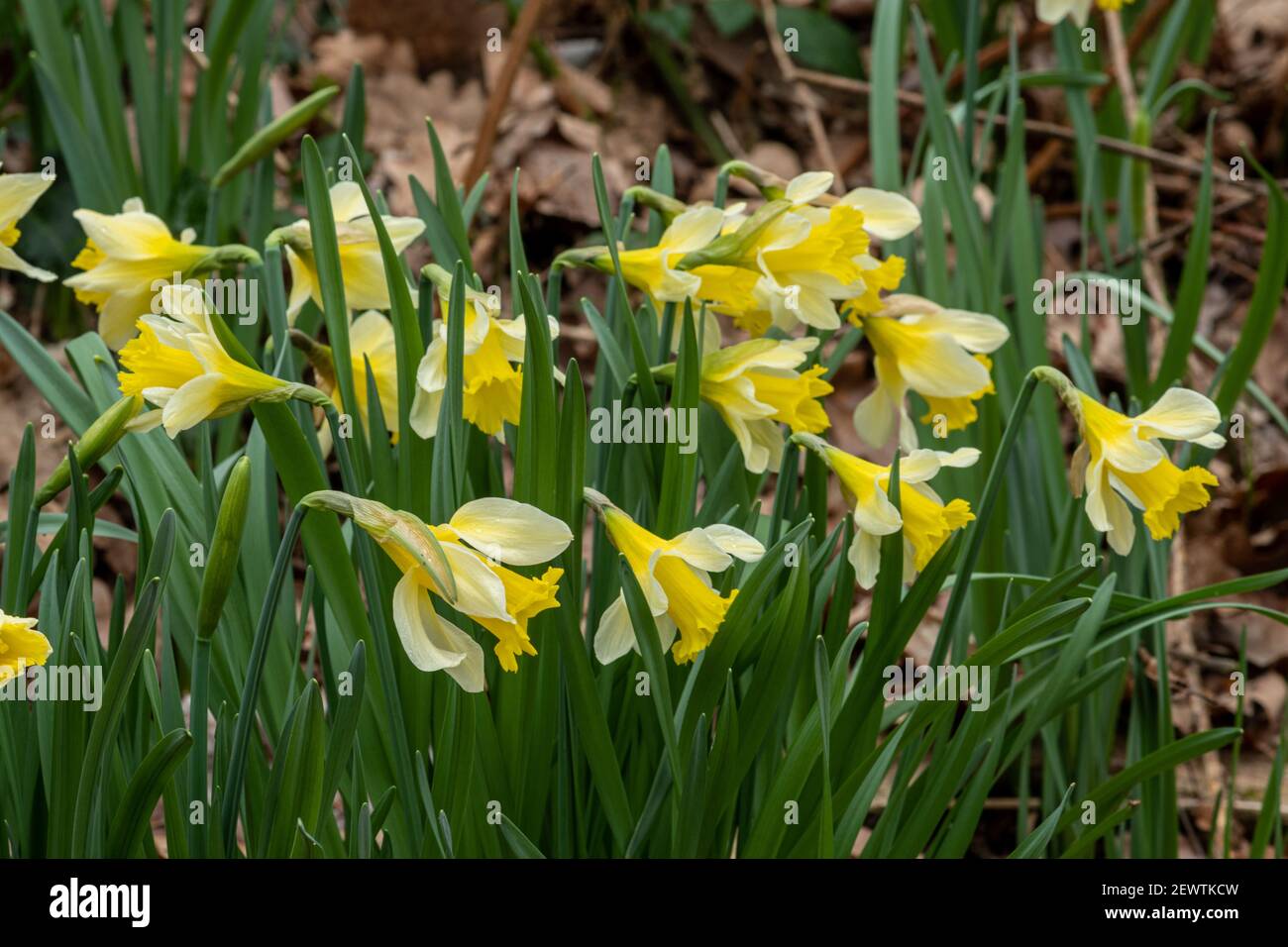 Wild daffodils (Narcissus pseudonarcissus), native wildflower in ...