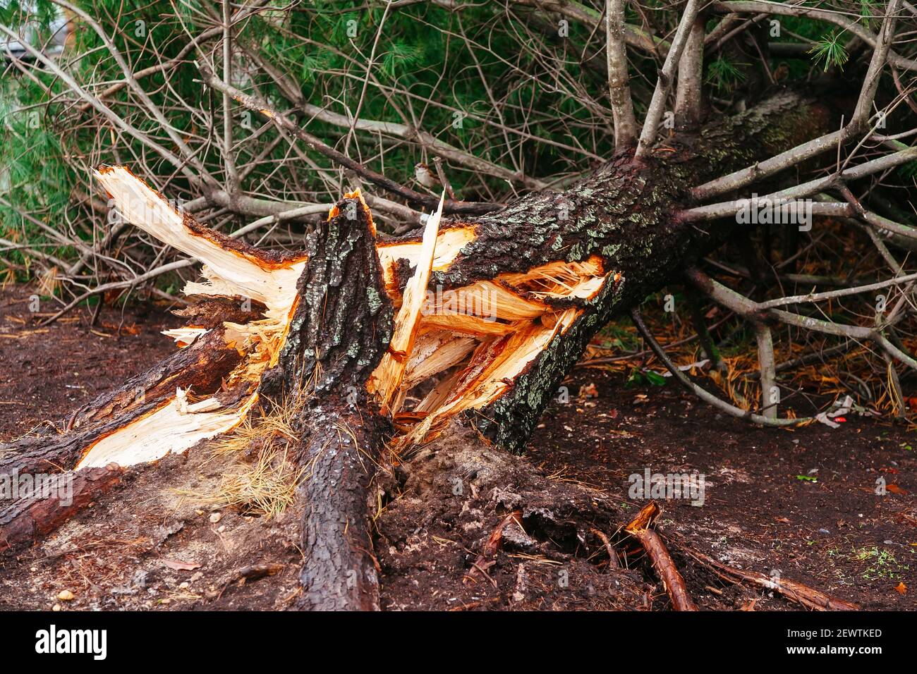 Hurricane flood and wind damage tornado storm felled trees flooding ...
