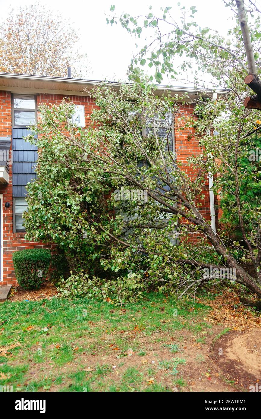 Hurricane flood and wind damage tornado storm felled trees flooding ...