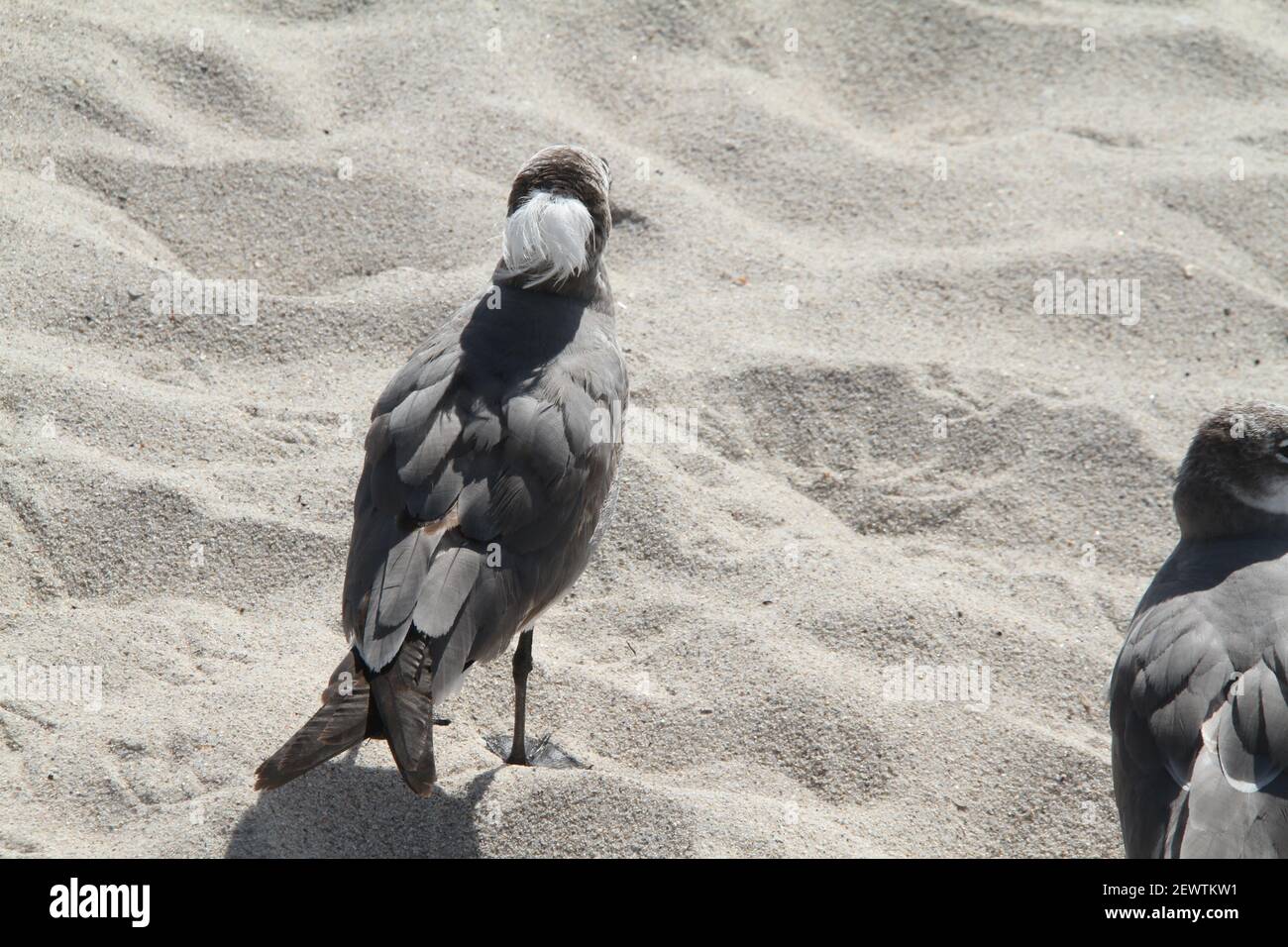 White gull with gray feathers hi-res stock photography and images - Alamy