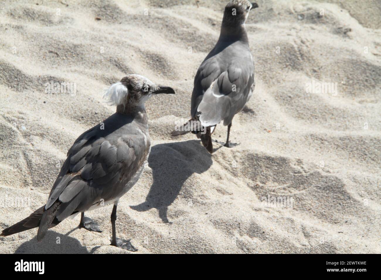 Tuft of feathers hi-res stock photography and images - Alamy