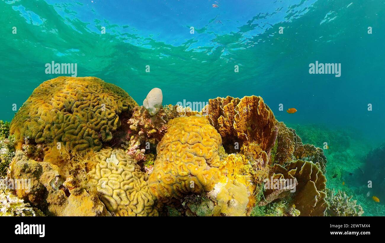 Coral Reef Fish Scene. Tropical underwater sea fish. Colourful tropical ...