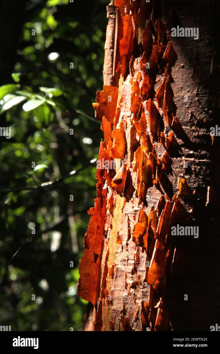 Gumbo limbo tree hi-res stock photography and images - Alamy