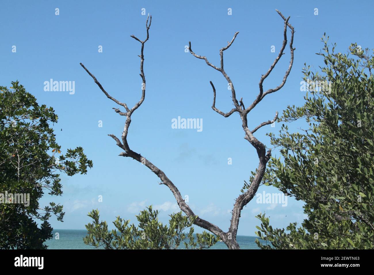 Dried branches texture hi-res stock photography and images - Alamy