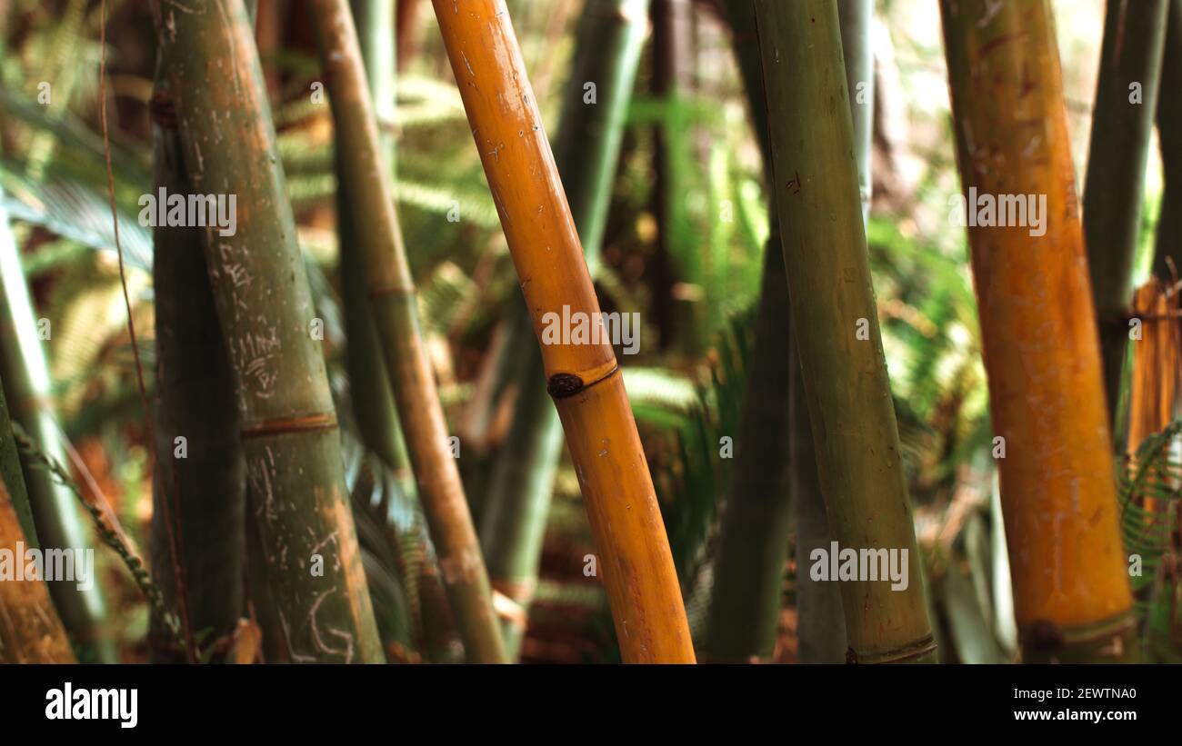 Vandalized bamboo tree trunk detail. bamboo tree background Stock Photo ...