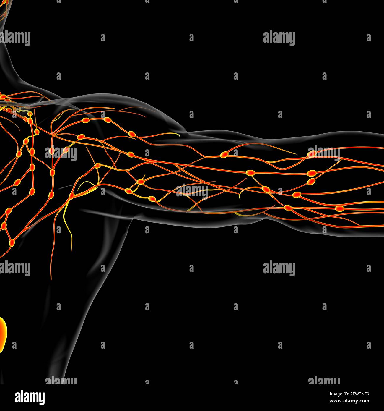 Human Lymph Nodes Anatomy For Medical Concept 3D Illustration Stock ...