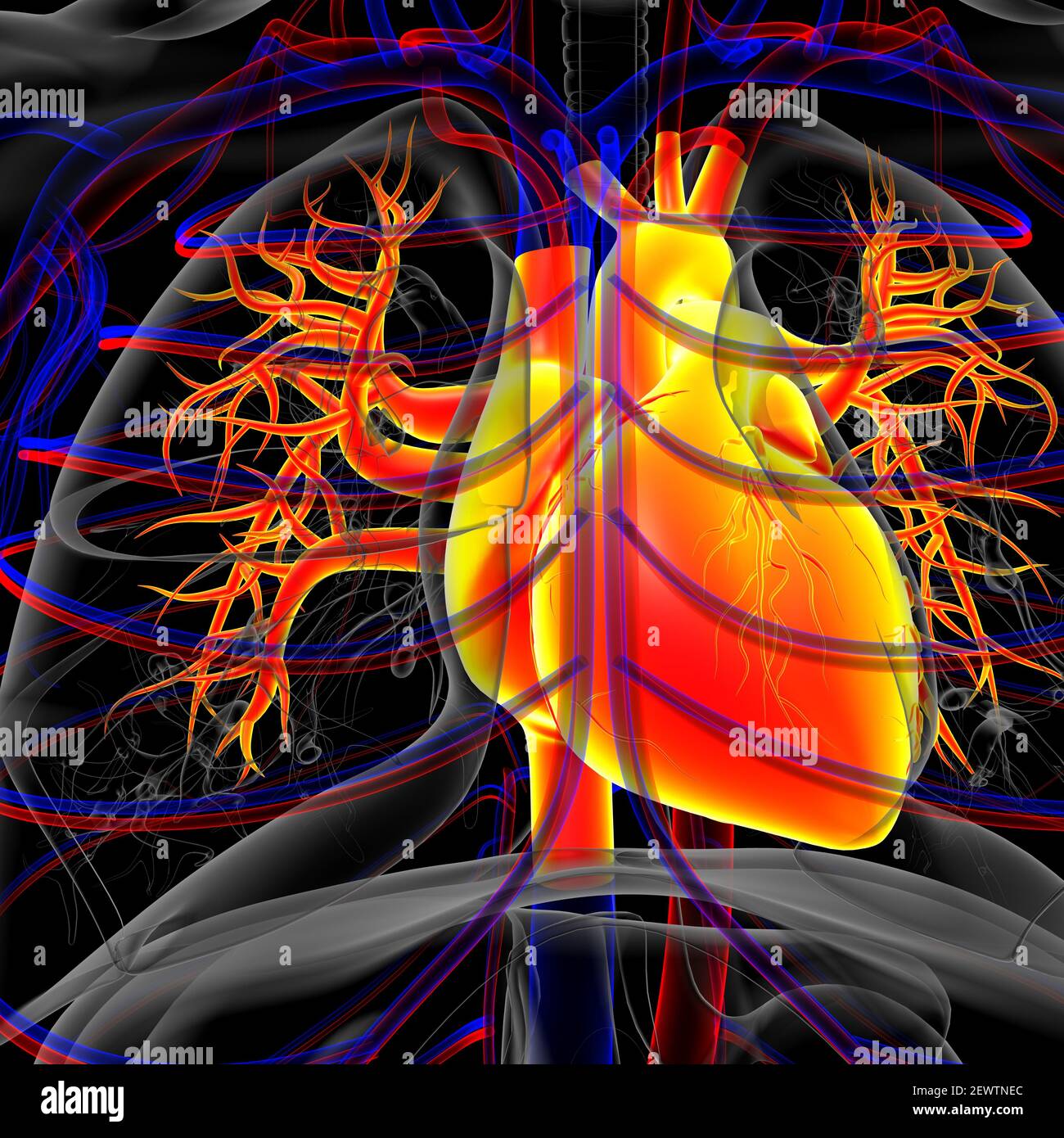 Human Heart Anatomy For Medical Concept 3D Illustration Stock Photo - Alamy