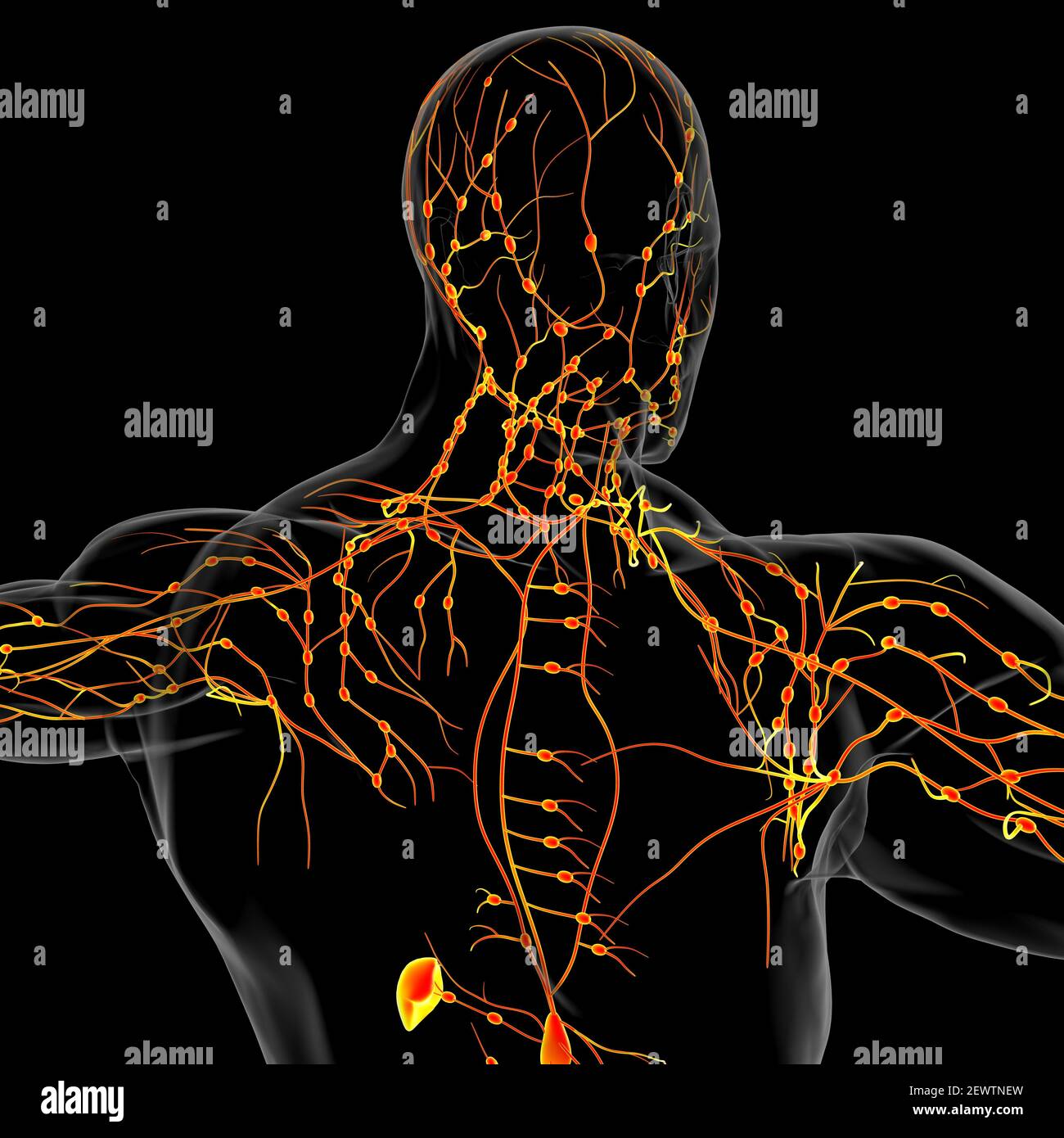 Human Lymph Nodes Anatomy For Medical Concept 3D Illustration Stock ...