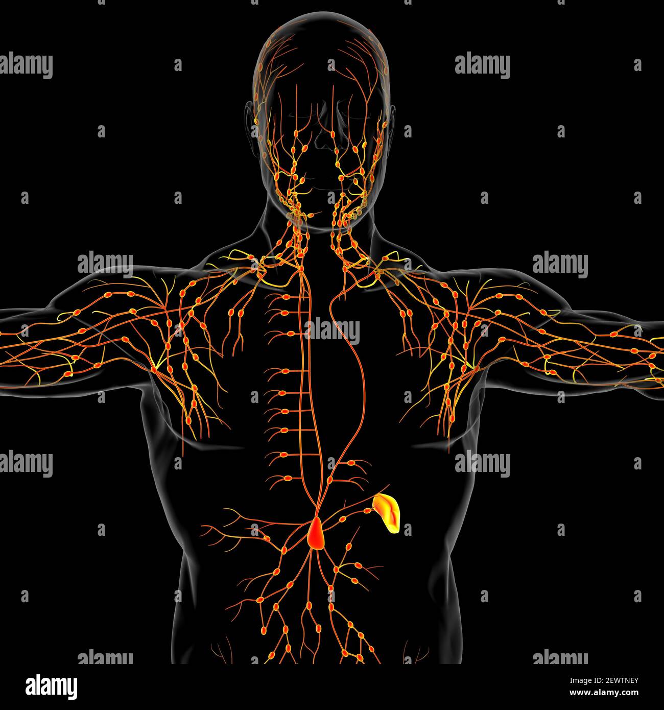 Human Lymph Nodes Anatomy For Medical Concept 3D Illustration Stock ...