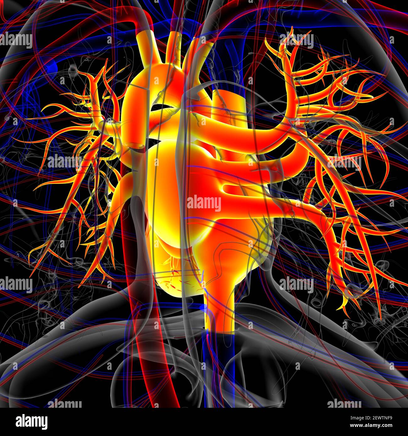 Human Heart Anatomy For Medical Concept 3D Illustration Stock Photo - Alamy