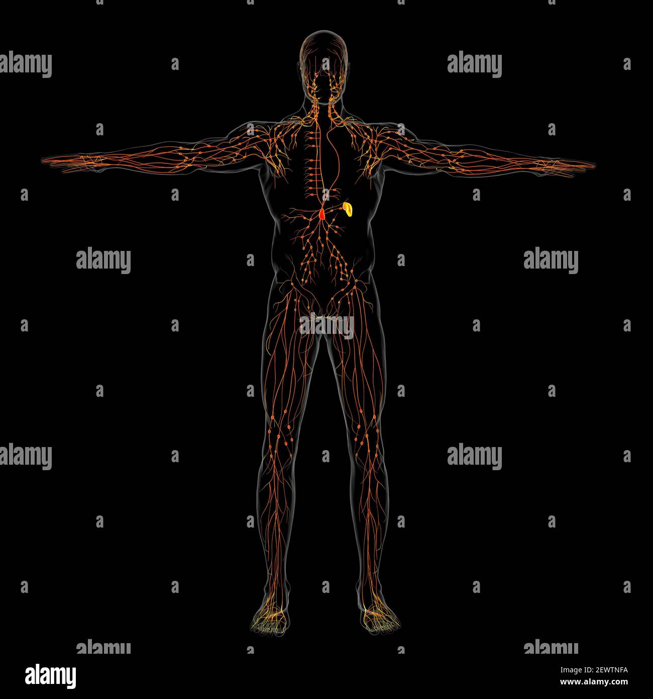Human Lymph Nodes Anatomy For Medical Concept 3D Illustration Stock ...