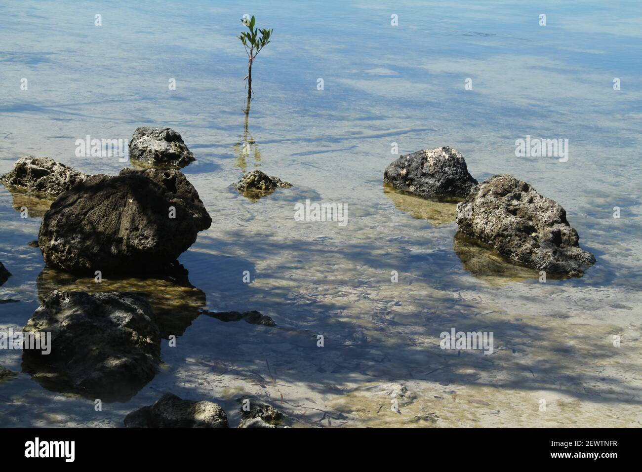 Key Largo, FL, USA. View of the Florida Bay Stock Photo - Alamy