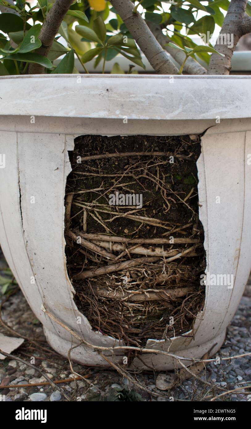 The root system of a plant in a white broken plastic plant pot Stock ...
