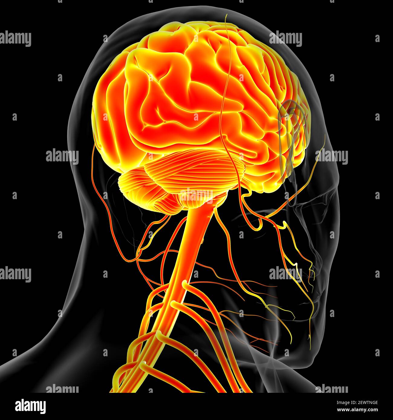 Human Brain Anatomy For Medical Concept 3D Illustration Stock Photo - Alamy