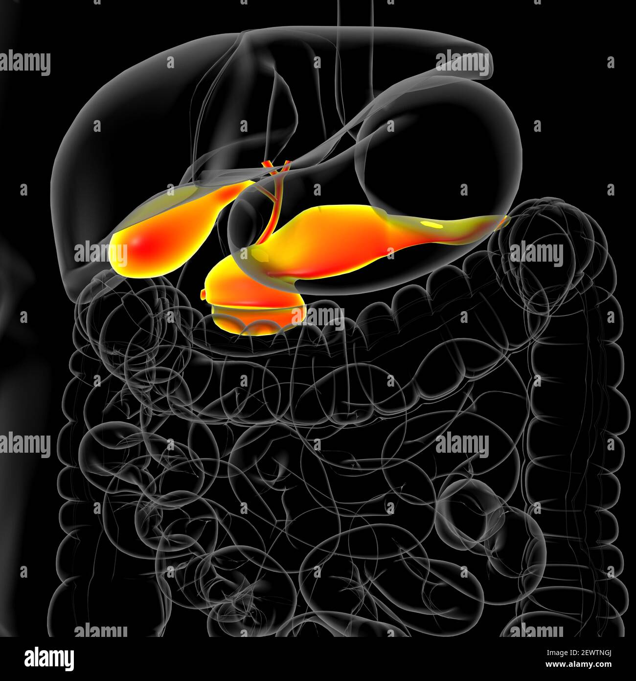 Gall Bladder Human Digestive System Anatomy For Medical Concept 3D ...