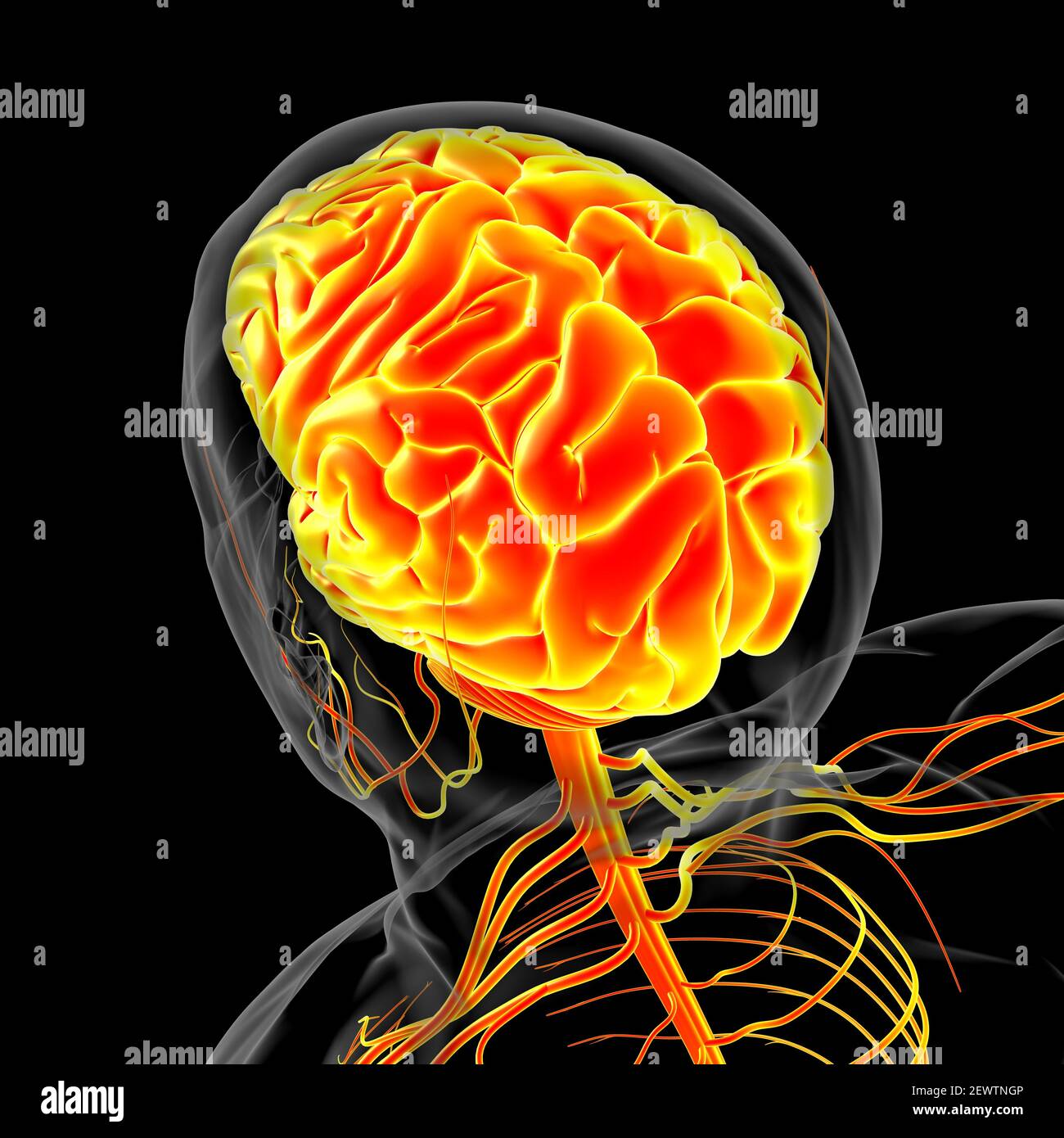 Human Brain Anatomy For Medical Concept 3D Illustration Stock Photo - Alamy