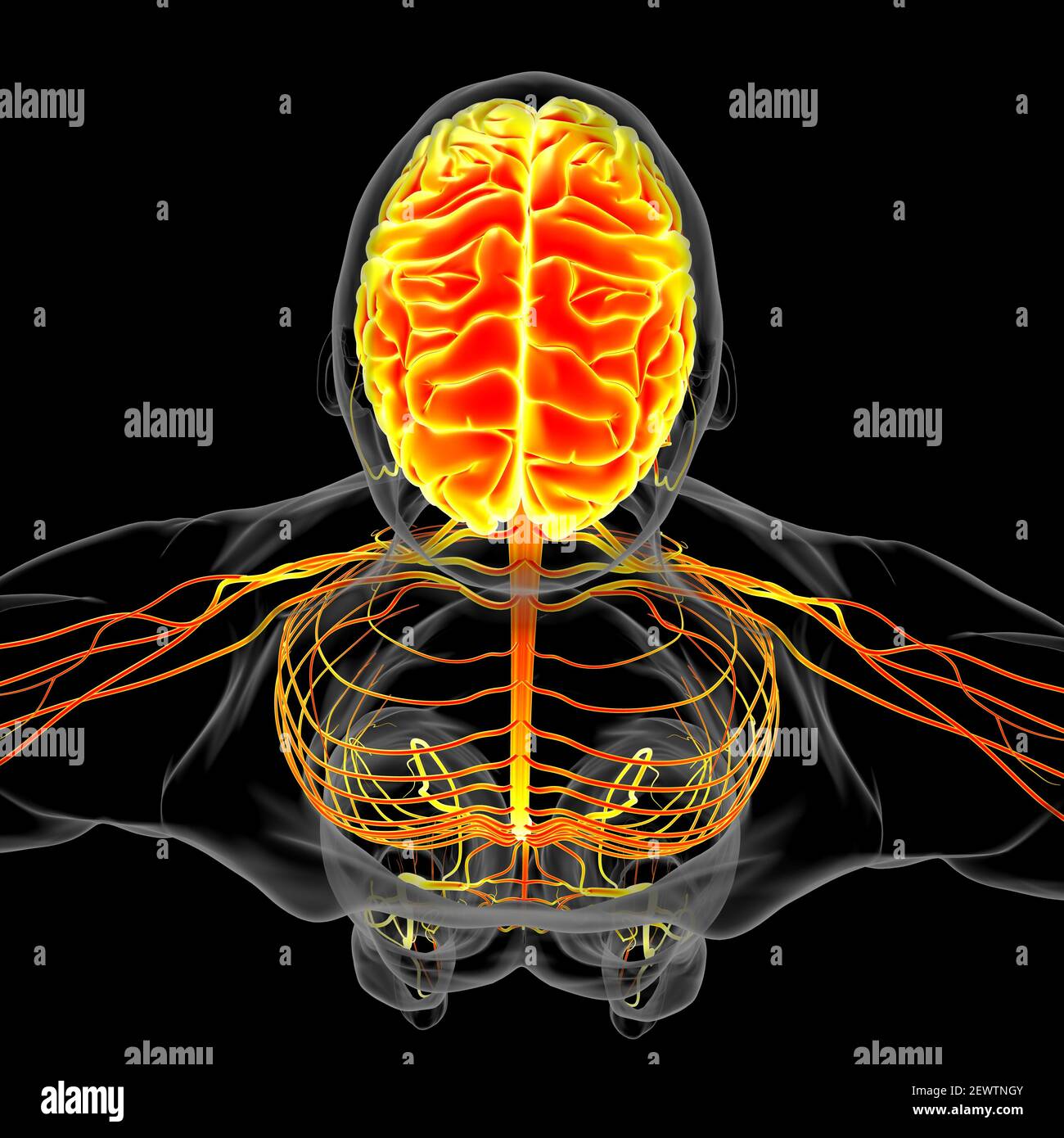 Human Brain Anatomy For Medical Concept 3D Illustration Stock Photo - Alamy