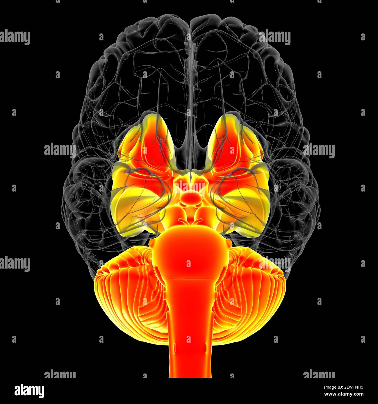 Human Brain inner parts Anatomy For Medical Concept 3D Illustration ...