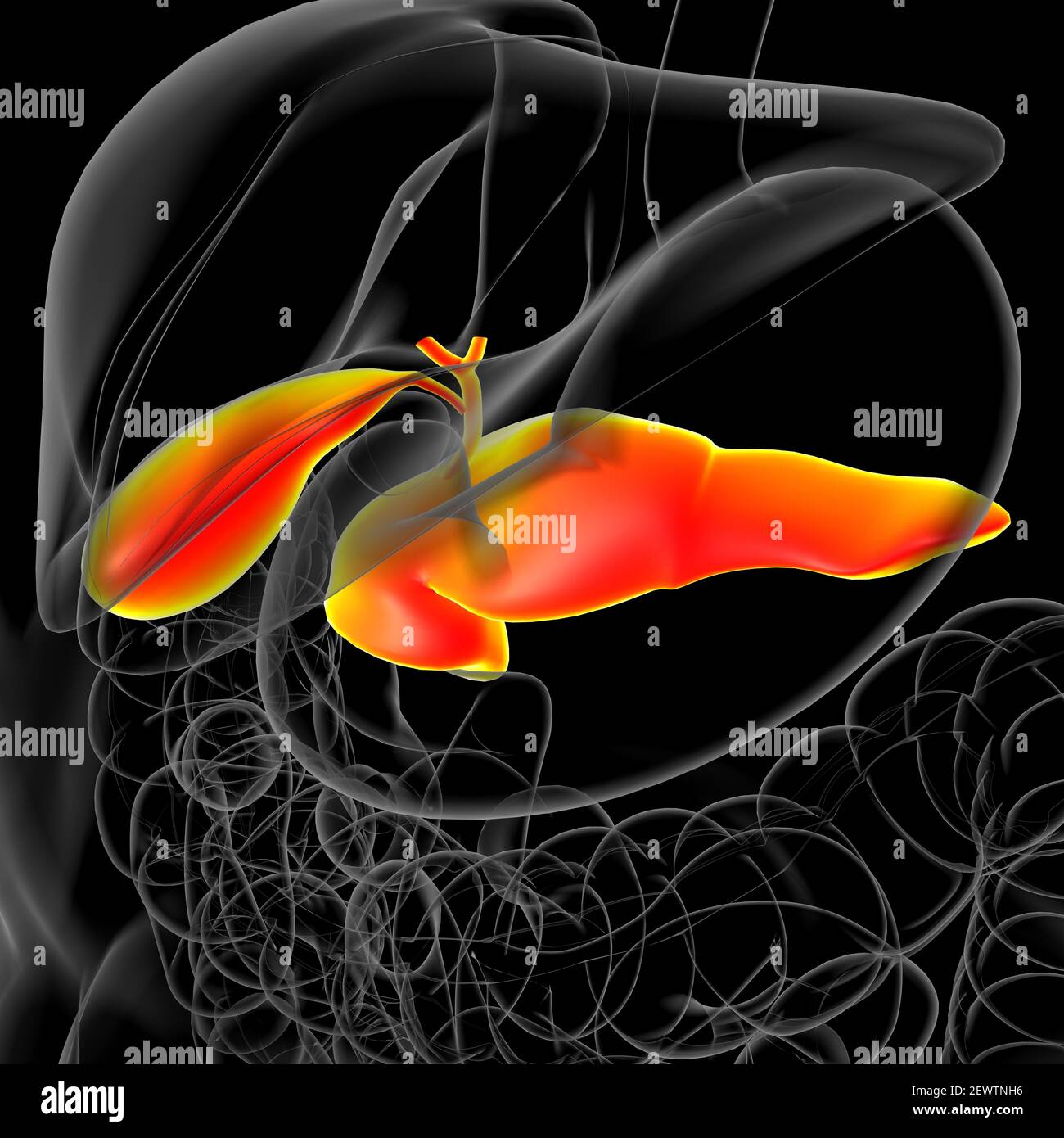 Gall Bladder Human Digestive System Anatomy For Medical Concept 3D ...