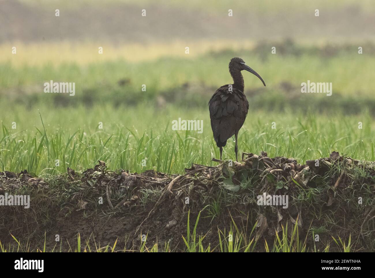 Indian ibis hi-res stock photography and images - Alamy