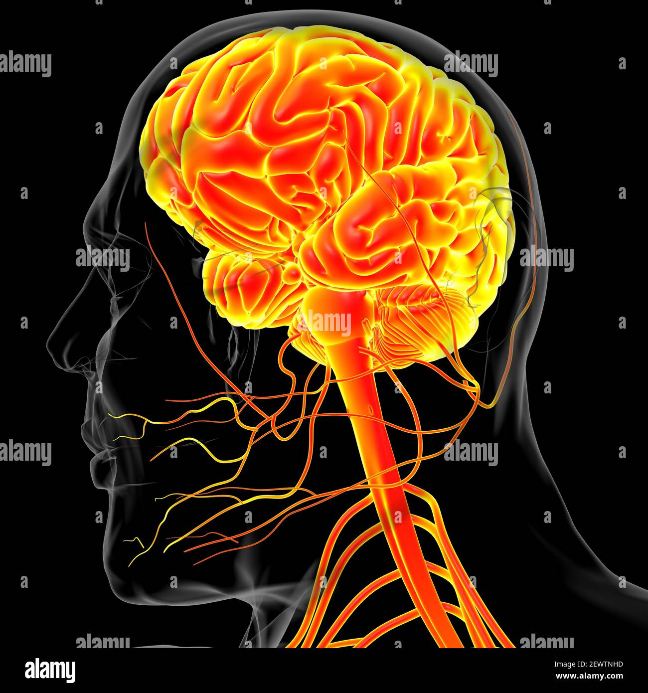 Human Brain Anatomy For Medical Concept 3D Illustration Stock Photo - Alamy