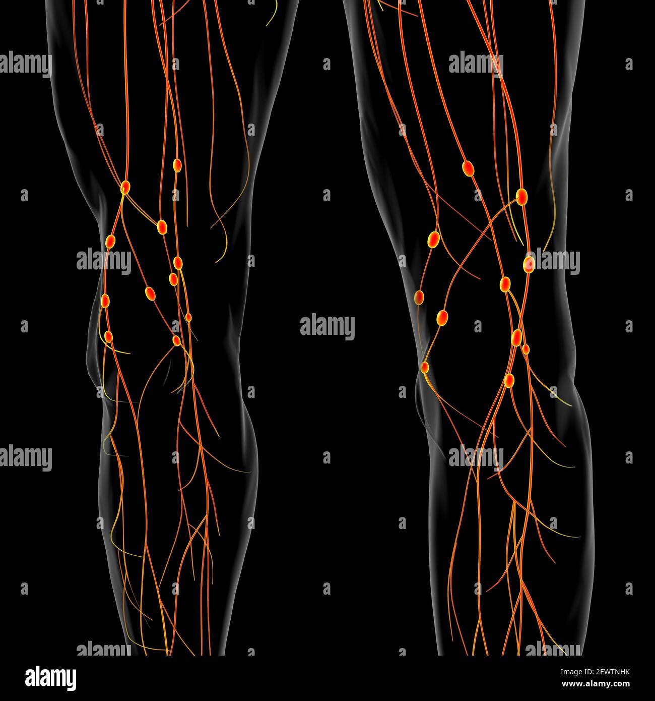Human Lymph Nodes Anatomy For Medical Concept 3D Illustration Stock ...