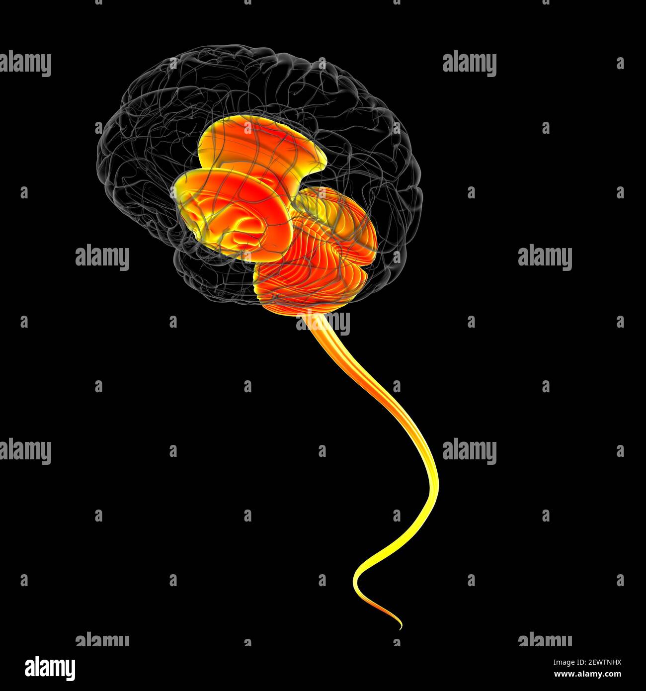 Human Brain inner parts Anatomy For Medical Concept 3D Illustration ...
