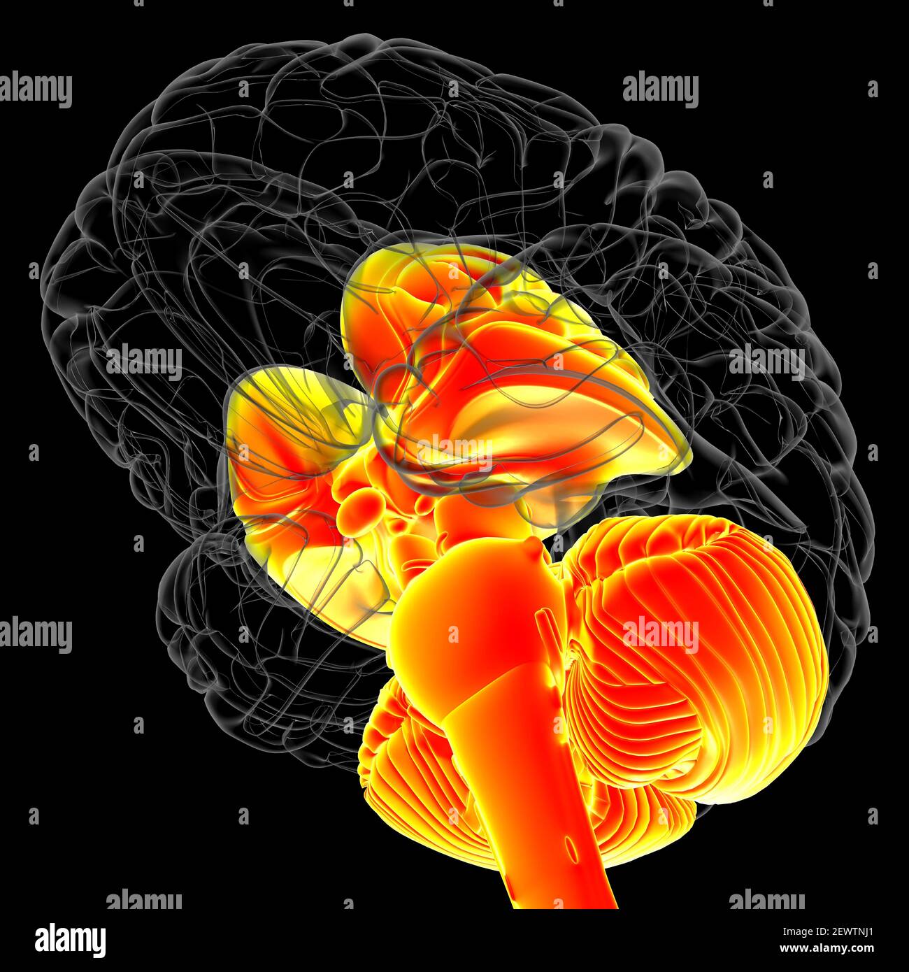 Human Brain inner parts Anatomy For Medical Concept 3D Illustration ...