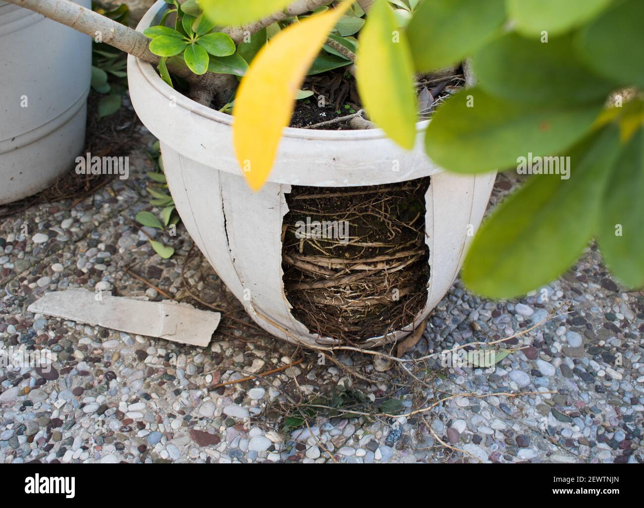 The root system of a plant in a white broken plastic plant pot Stock ...