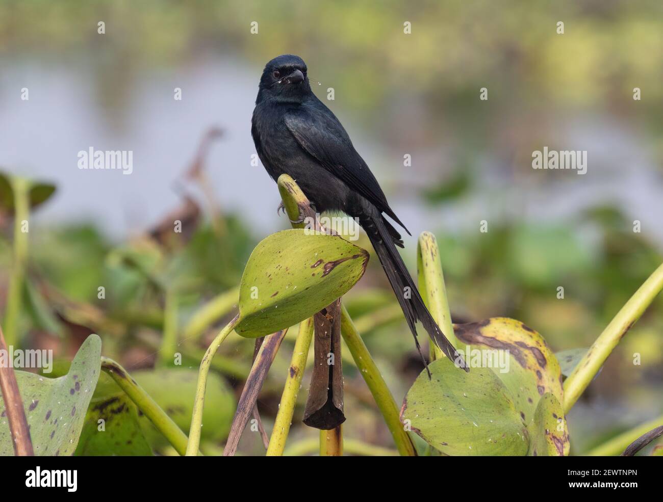 Drongo bird india hi-res stock photography and images - Alamy