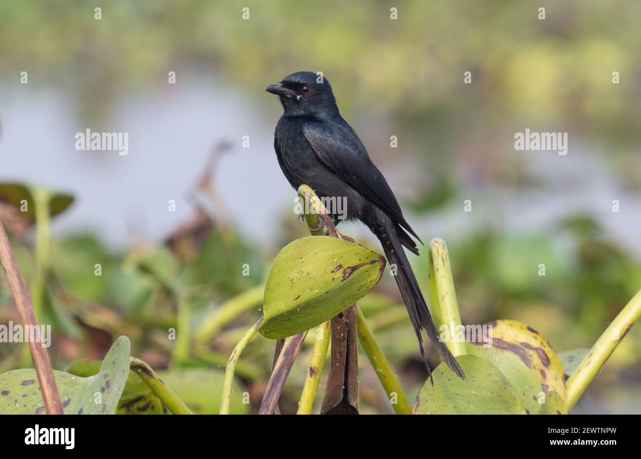 Black Drongo bird in the wild in close up view Stock Photo - Alamy