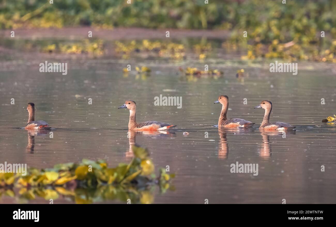 Lesser whistling teals swimming in water of a swamp Stock Photo - Alamy