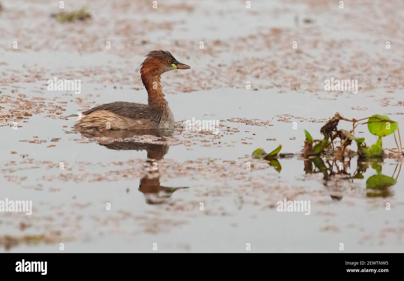 Little Grebe bird swimming in swamp water Stock Photo - Alamy