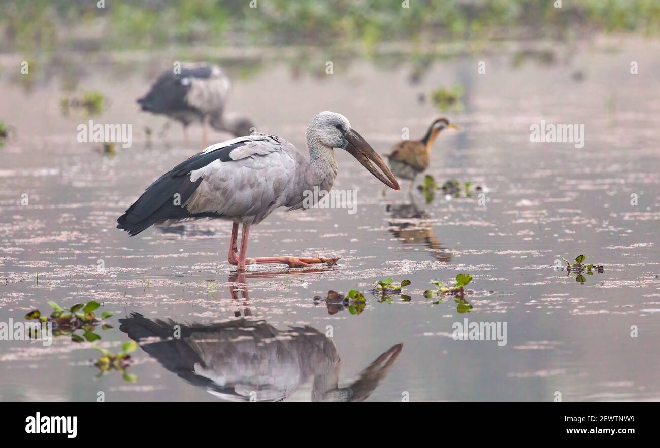 Indian stork bird hi-res stock photography and images - Alamy