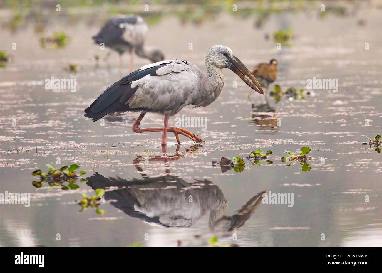 Indian stork bird hi-res stock photography and images - Alamy