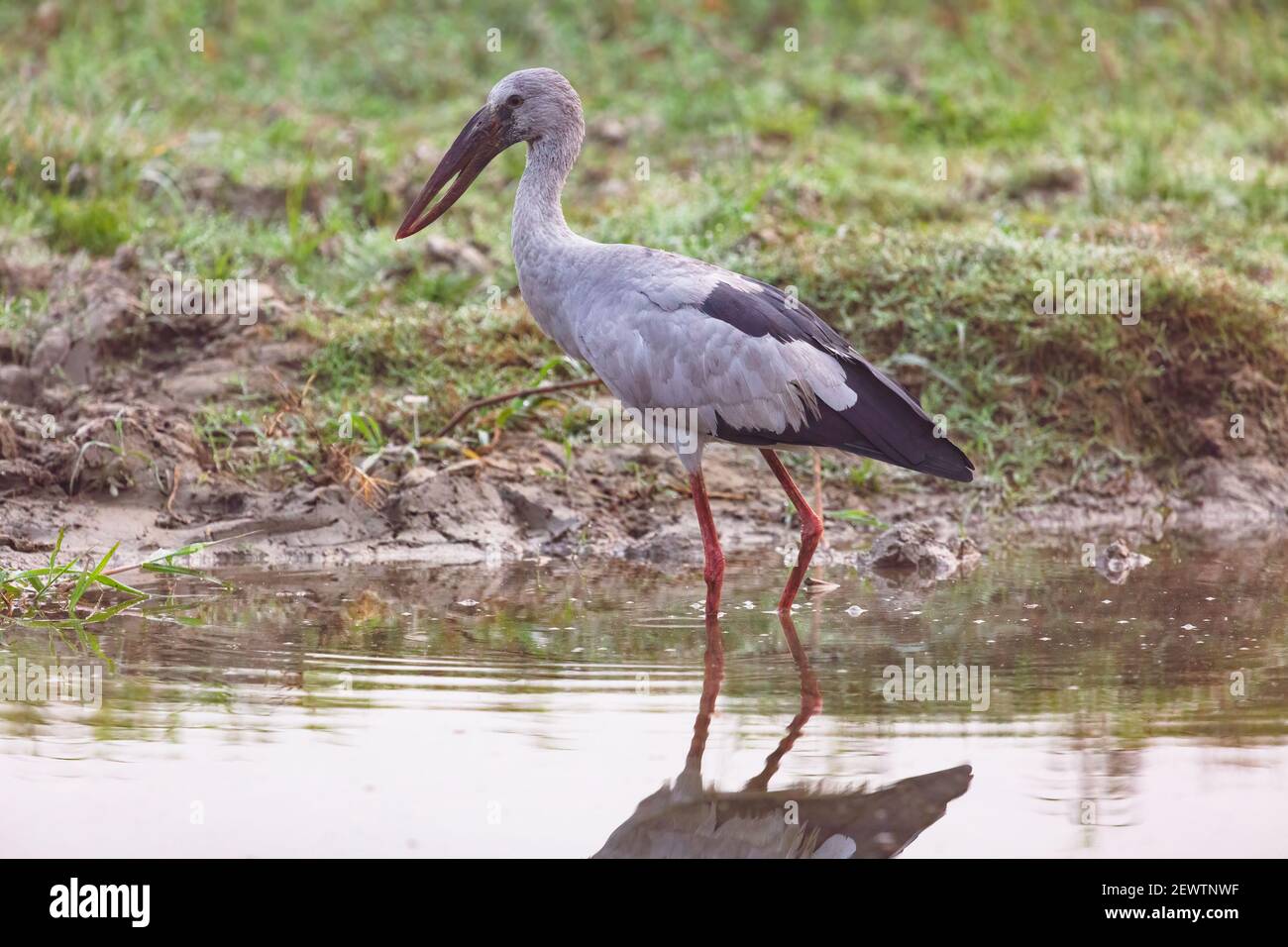 Open billed stork bird wading in swamp water Stock Photo - Alamy