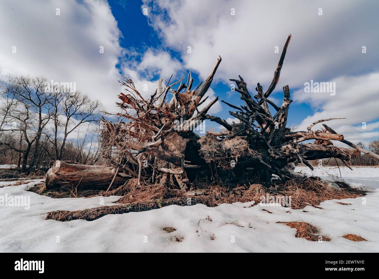 Upturned tree roots hi-res stock photography and images - Alamy