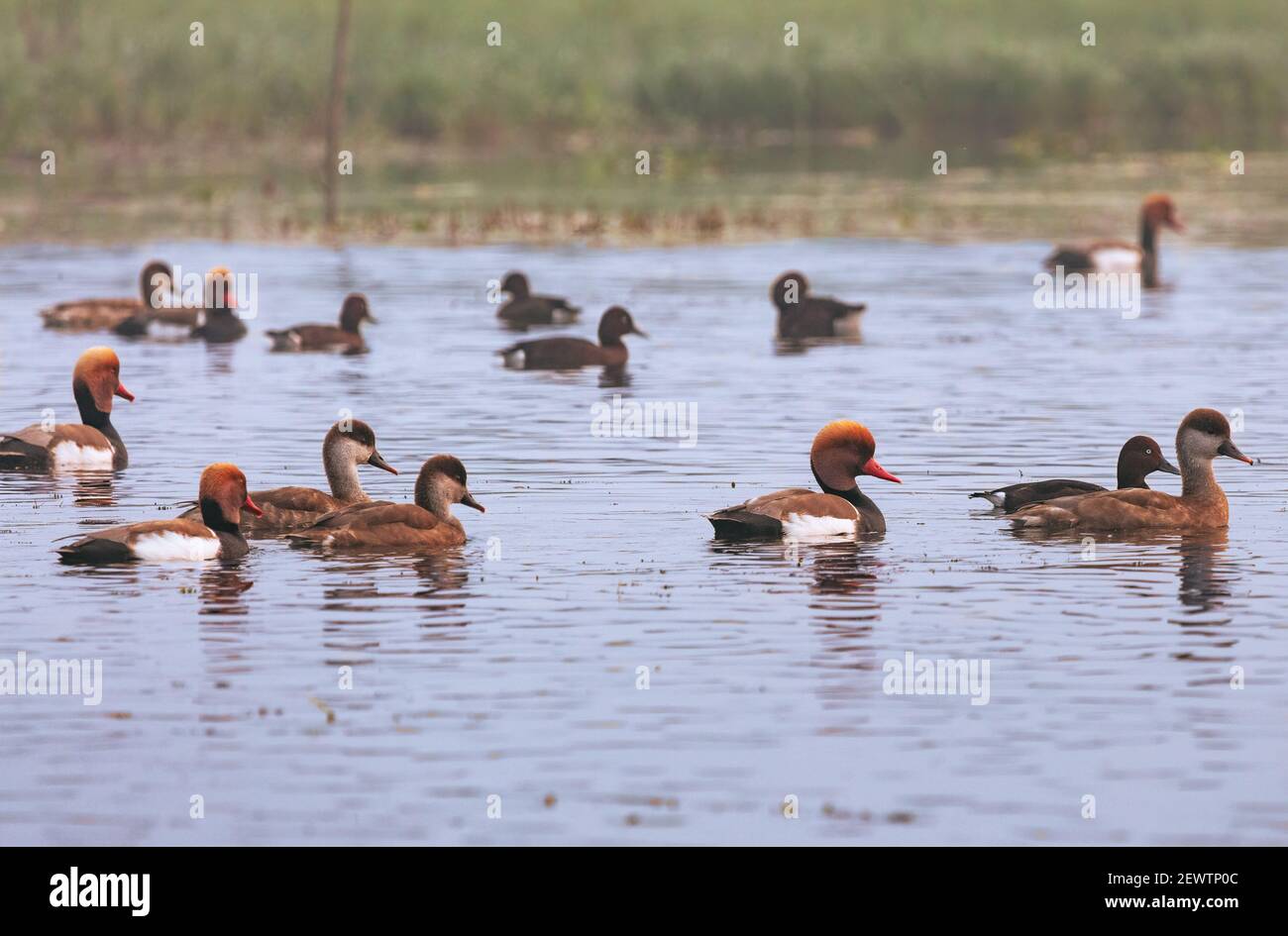 Red crested pochard birds with common coot ducks swimming in a lake ...