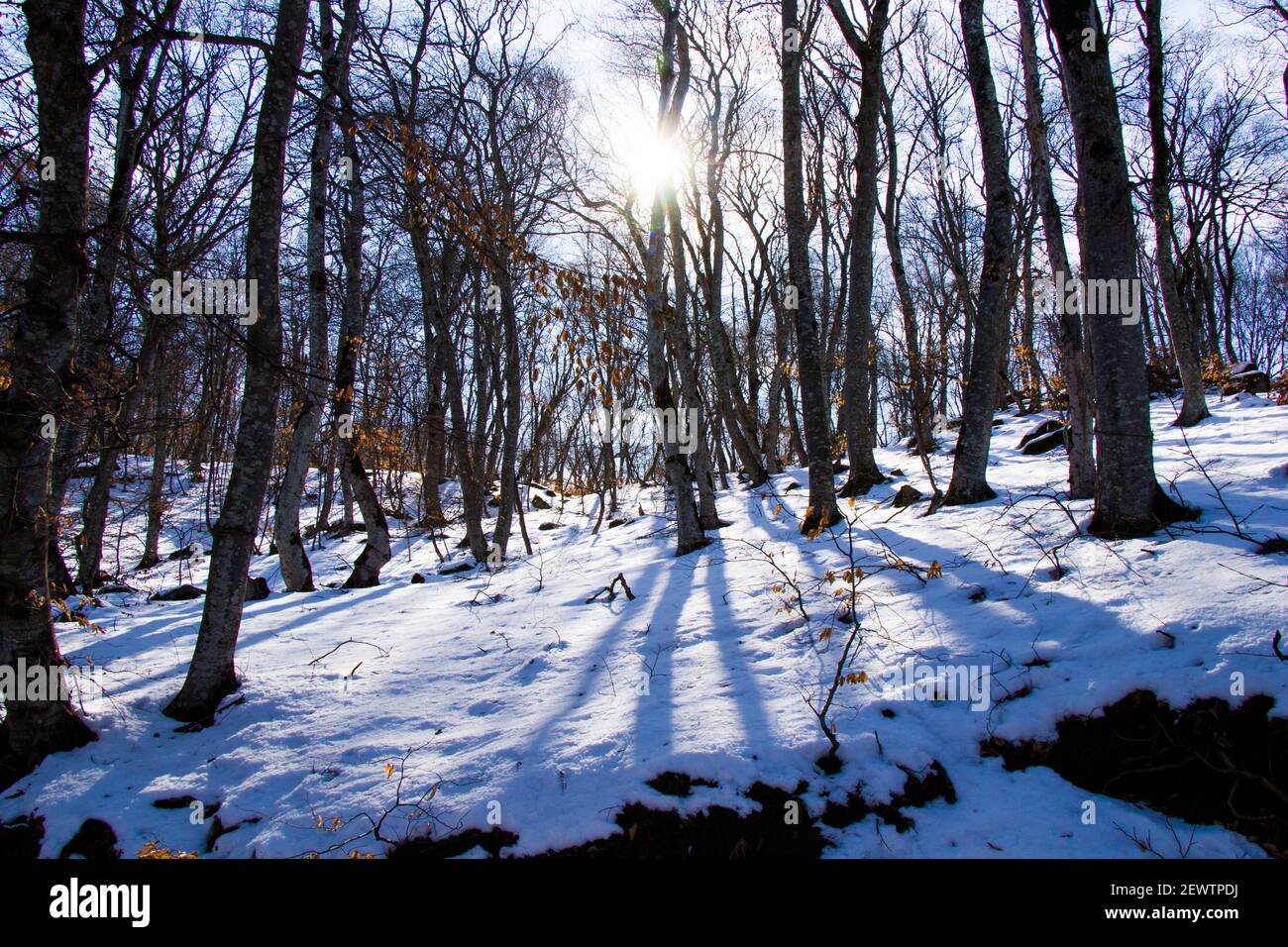 Winter forest landscape and view with snow and sunlight in Georgia ...