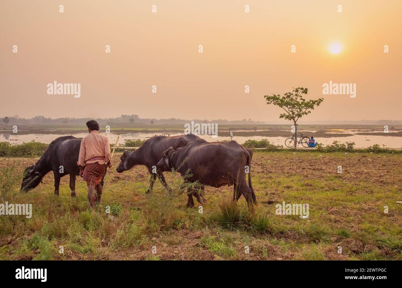 Indian shepherd grazing buffaloes at sunset at a rural village in West ...