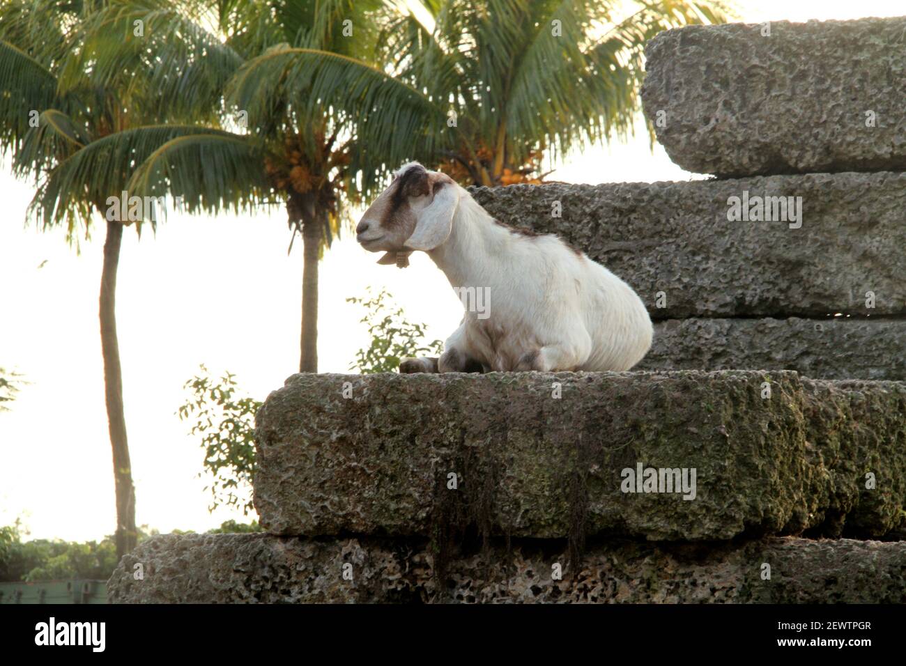 Domestic goat sitting on a rock at a farm in Florida, USA Stock Photo ...