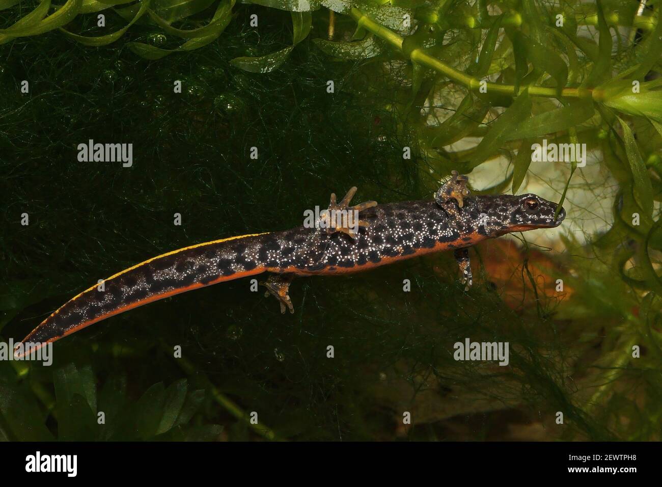 Closeup on an aquatic Danube newt, Triturus dobrogicus among green ...