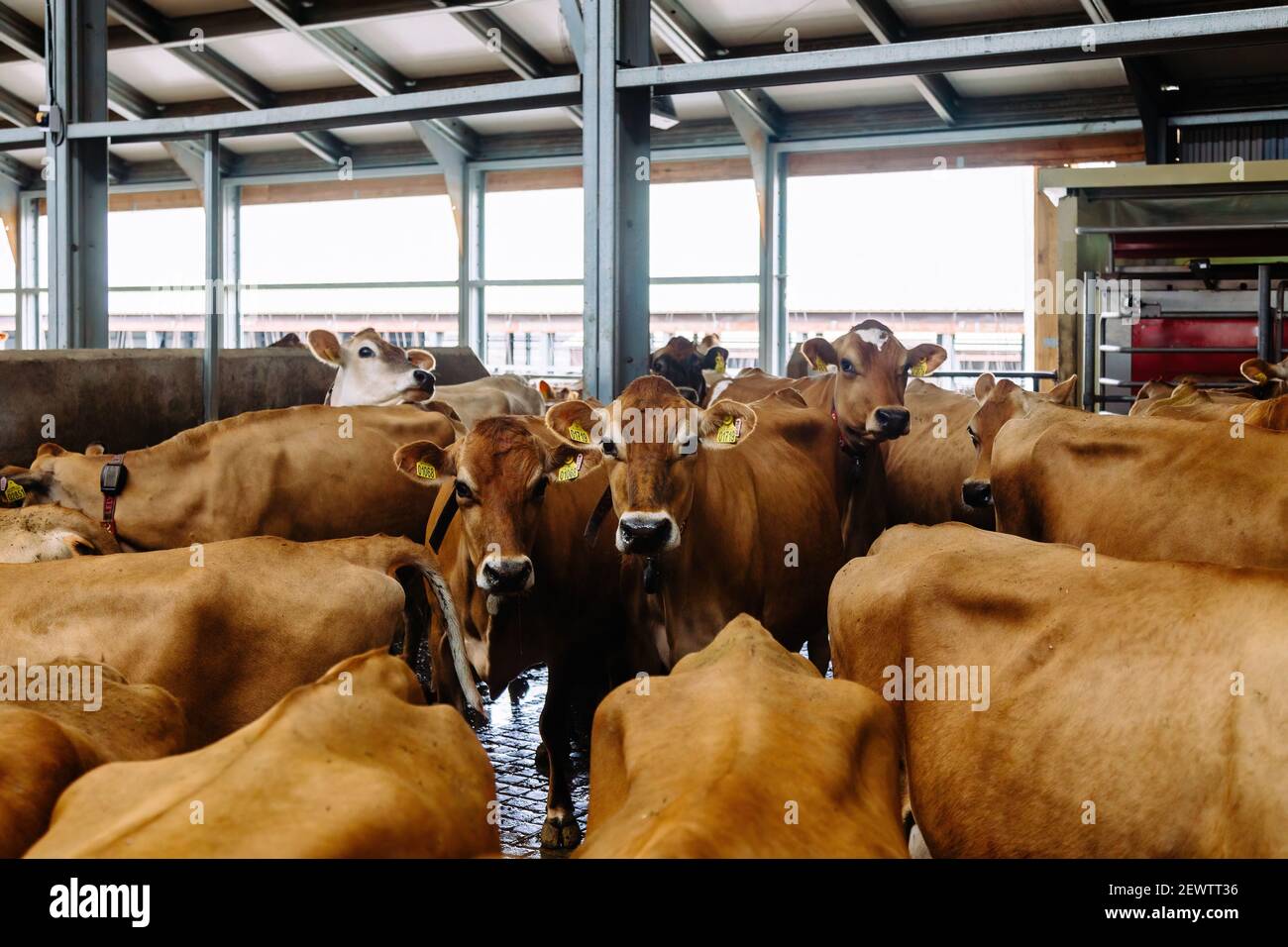 Jersey cow with friesian cows hi-res stock photography and images - Alamy