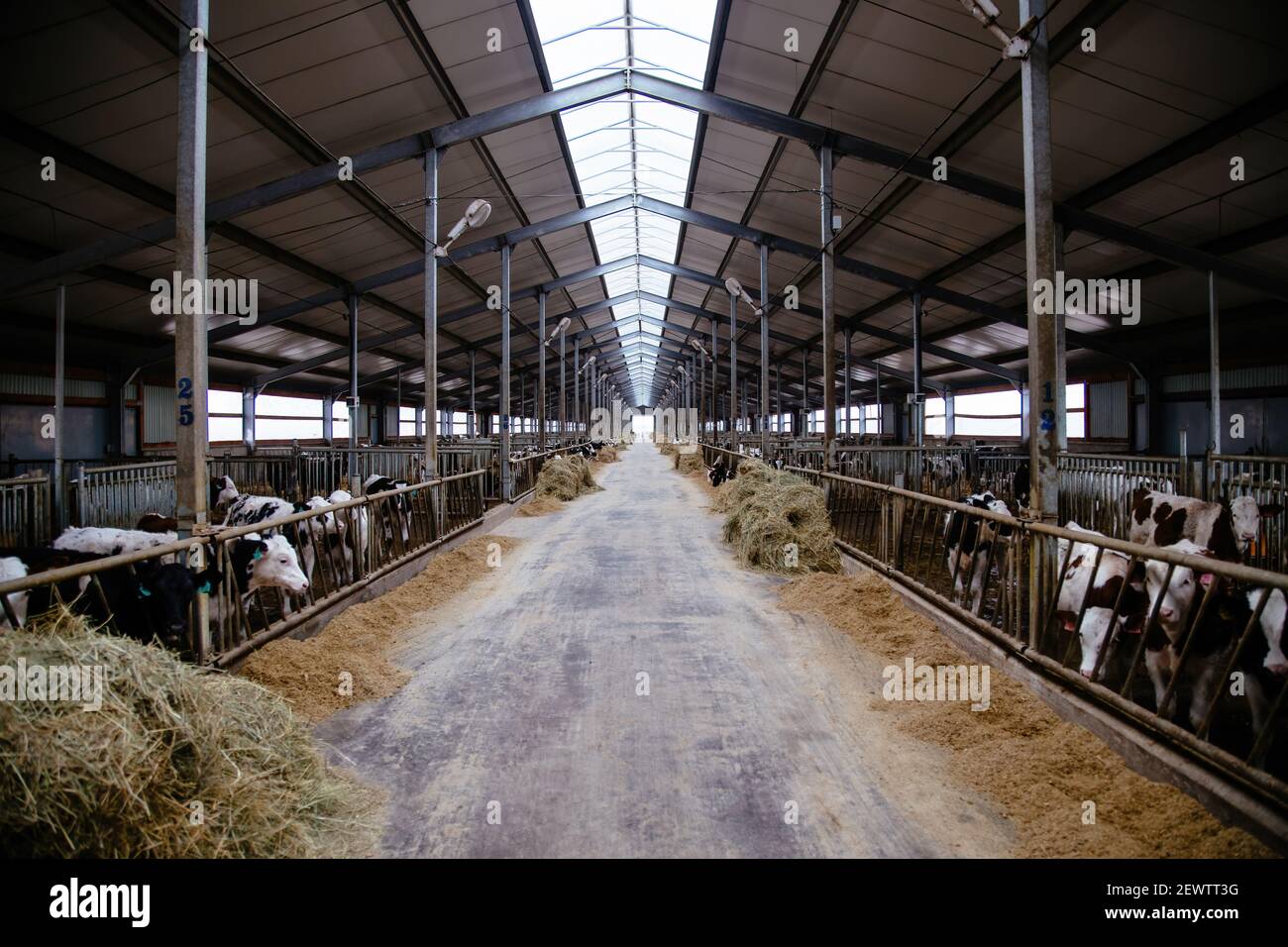Diary cows in modern free livestock stall Stock Photo - Alamy