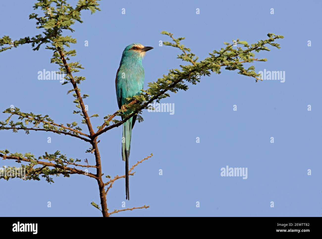 Abyssinian Roller (Coracias abyssinicus) pair perched in tree Ethiopia ...