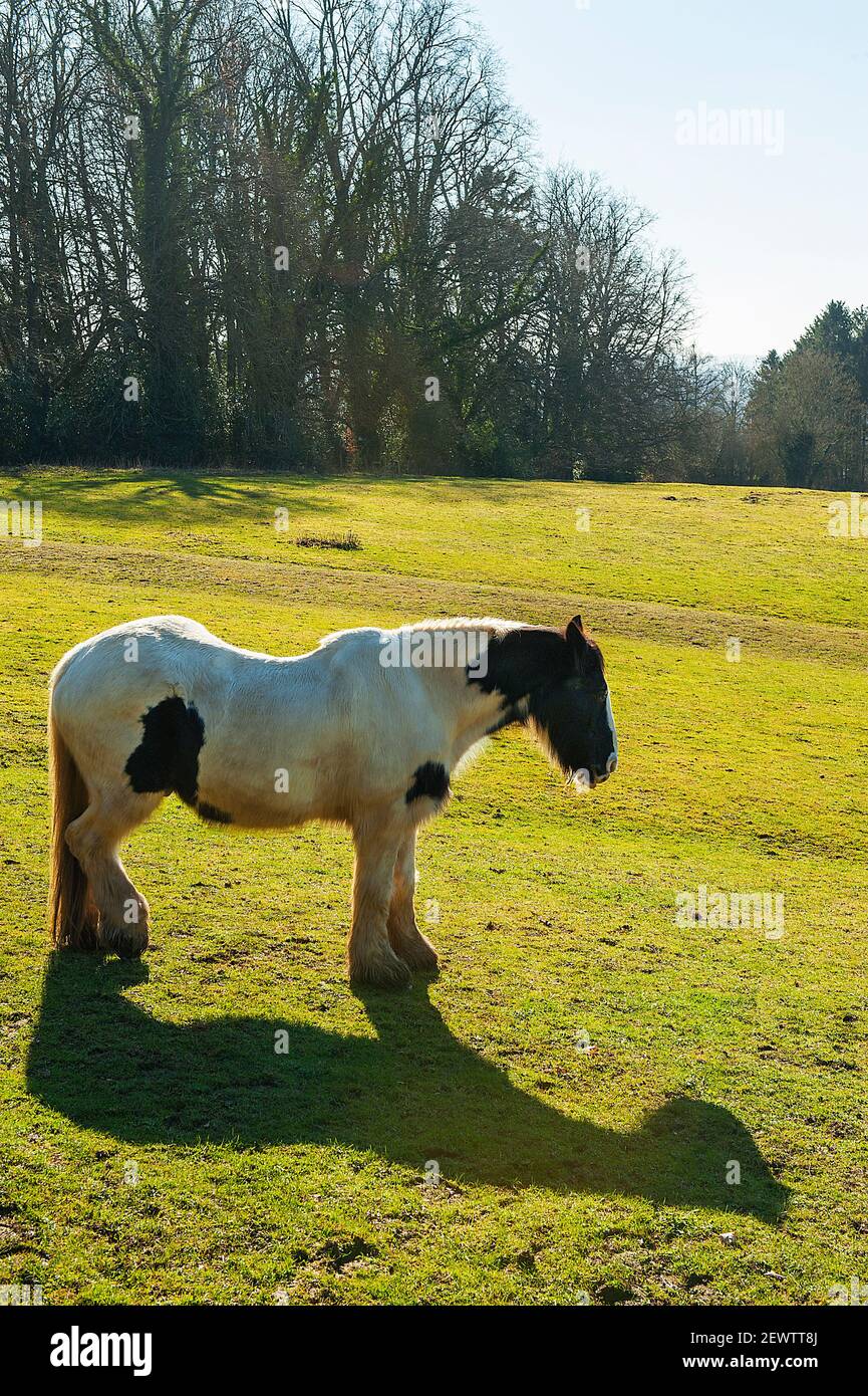 Dray horse hi-res stock photography and images - Alamy