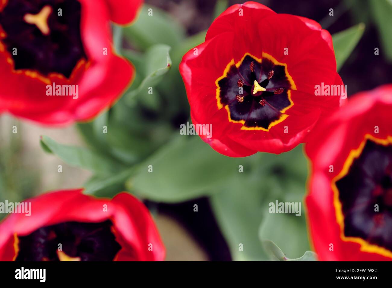 Red tulips blooming in the garden in may from above overhead top view ...